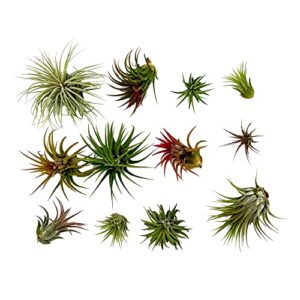 ragnaroc Air Plants - Tillandsia Ionantha Pack, Regular 1-3" - 12ct - Live Arrival Guaranteed - House Plants for Home Decor & Gift