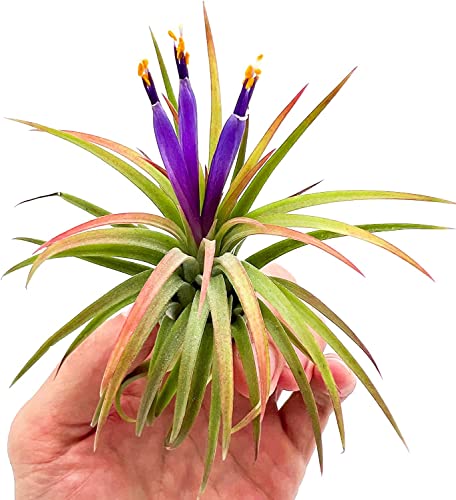 ragnaroc Air Plants - Tillandsia Ionantha Pack, Regular 1-3" - 12ct - Live Arrival Guaranteed - House Plants for Home Decor & Gift