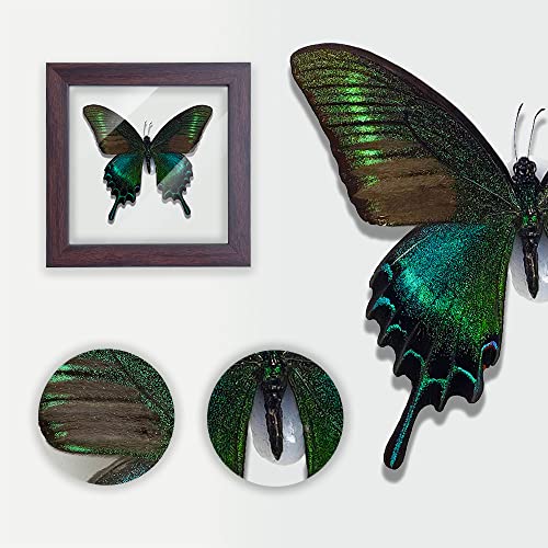 ITrixgan Real Butterfly Specimen In Frame Display Lively Satin Green Insect Framed Butterfly Taxidermy For Science Education