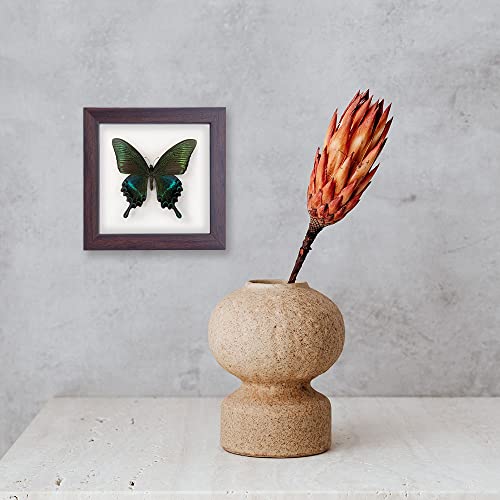 ITrixgan Real Butterfly Specimen In Frame Display Lively Satin Green Insect Framed Butterfly Taxidermy For Science Education