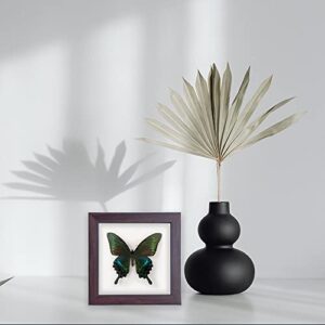 ITrixgan Real Butterfly Specimen In Frame Display Lively Satin Green Insect Framed Butterfly Taxidermy For Science Education