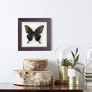 ITrixgan Real Butterfly Specimen In Frame Display Lively Satin Green Insect Framed Butterfly Taxidermy For Science Education