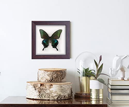 ITrixgan Real Butterfly Specimen In Frame Display Lively Satin Green Insect Framed Butterfly Taxidermy For Science Education