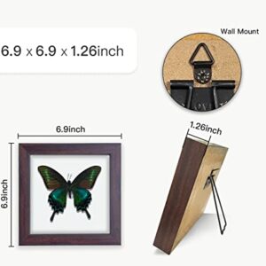 ITrixgan Real Butterfly Specimen In Frame Display Lively Satin Green Insect Framed Butterfly Taxidermy For Science Education