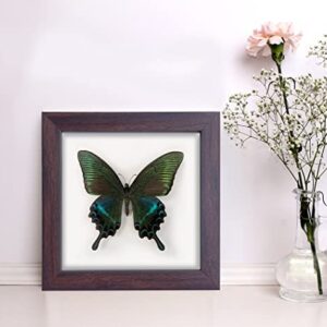 ITrixgan Real Butterfly Specimen In Frame Display Lively Satin Green Insect Framed Butterfly Taxidermy For Science Education