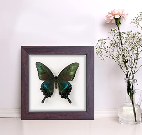 ITrixgan Real Butterfly Specimen In Frame Display Lively Satin Green Insect Framed Butterfly Taxidermy For Science Education