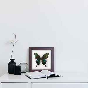 ITrixgan Real Butterfly Specimen In Frame Display Lively Satin Green Insect Framed Butterfly Taxidermy For Science Education