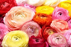 ranunculus mix color bulbs for planting - ships from iowa, usa (20 bulbs)