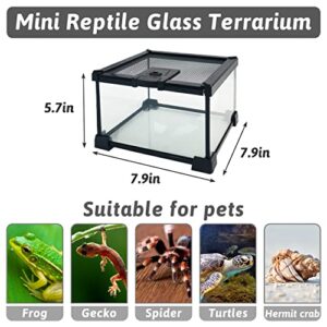 Mini Reptile Glass Terrarium Tank 7.9"x7.9"x5.7" Micro Habitat Terrarium Enclosure Amphibians Tank Cage Full View Visually Appealing for Small Reptiles, Amphibians, Spiders and Other Invertebrates