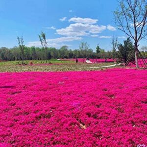 2000+ Red Creeping Thyme Seeds for Planting Thymus Serpyllum - Heirloom Ground Cover Plants Easy to Plant and Grow - Open Pollinated