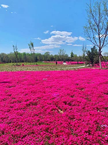 2000+ Red Creeping Thyme Seeds for Planting Thymus Serpyllum - Heirloom Ground Cover Plants Easy to Plant and Grow - Open Pollinated