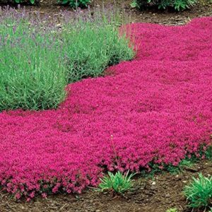 2000+ Red Creeping Thyme Seeds for Planting Thymus Serpyllum - Heirloom Ground Cover Plants Easy to Plant and Grow - Open Pollinated