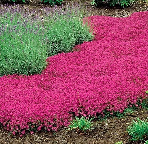 2000+ Red Creeping Thyme Seeds for Planting Thymus Serpyllum - Heirloom Ground Cover Plants Easy to Plant and Grow - Open Pollinated