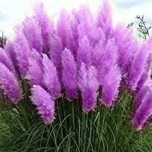 100+ Pcs Mix Pampas Grass Seeds Heirloom Ornamental Grass Seeds Rare Plants Decor Garden