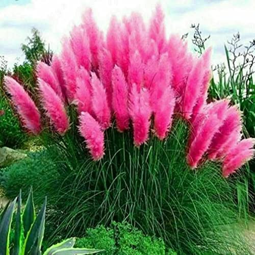 100+ Pcs Mix Pampas Grass Seeds Heirloom Ornamental Grass Seeds Rare Plants Decor Garden