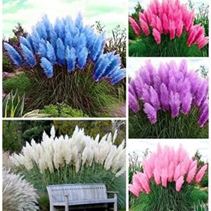 100+ Pcs Mix Pampas Grass Seeds Heirloom Ornamental Grass Seeds Rare Plants Decor Garden