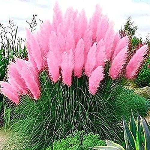 100+ Pcs Mix Pampas Grass Seeds Heirloom Ornamental Grass Seeds Rare Plants Decor Garden