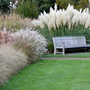 100+ Pcs Mix Pampas Grass Seeds Heirloom Ornamental Grass Seeds Rare Plants Decor Garden