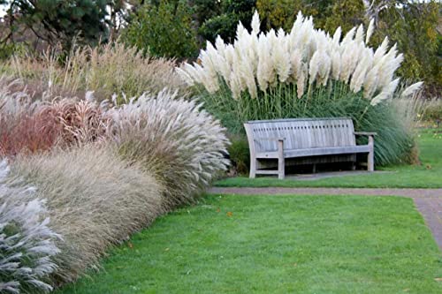 100+ Pcs Mix Pampas Grass Seeds Heirloom Ornamental Grass Seeds Rare Plants Decor Garden