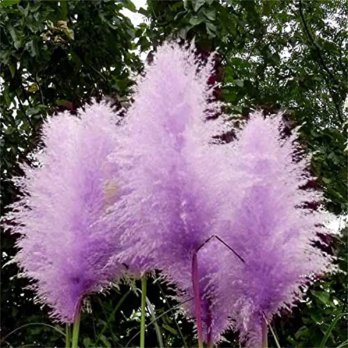 100+ Pcs Mix Pampas Grass Seeds Heirloom Ornamental Grass Seeds Rare Plants Decor Garden