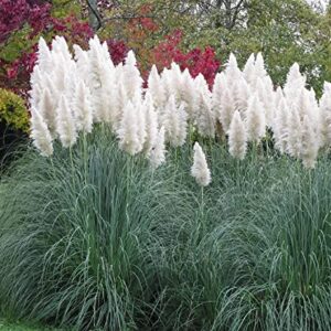 100+ Pcs Mix Pampas Grass Seeds Heirloom Ornamental Grass Seeds Rare Plants Decor Garden