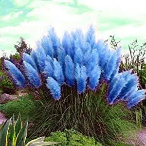 100+ Pcs Mix Pampas Grass Seeds Heirloom Ornamental Grass Seeds Rare Plants Decor Garden