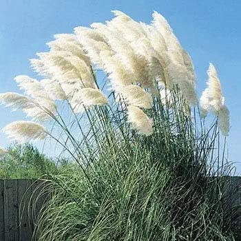 100+ Pcs Mix Pampas Grass Seeds Heirloom Ornamental Grass Seeds Rare Plants Decor Garden