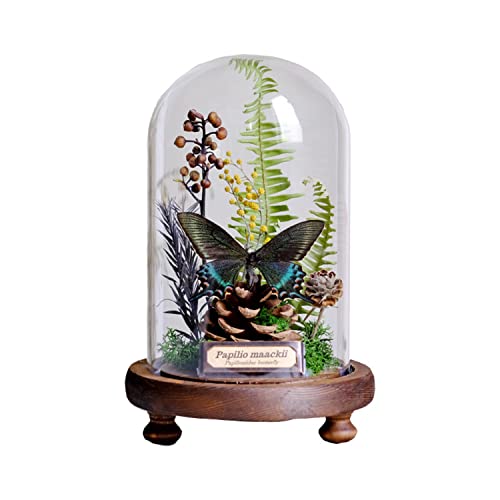 CXUEMH Miniature Landscape Natural Plants and Real Butterfly Specimen with Glass Cover Biology Science Children Education Home & Office Desktop Decor for Friends