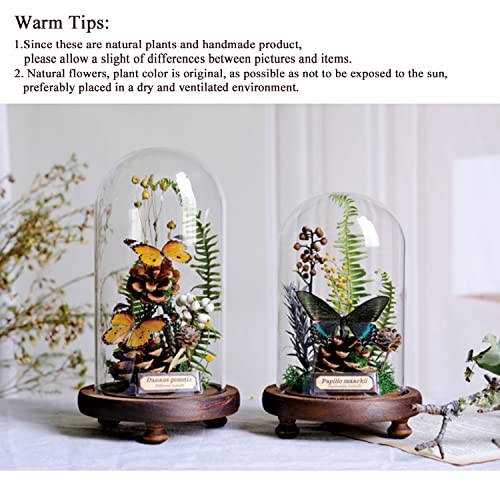 CXUEMH Miniature Landscape Natural Plants and Real Butterfly Specimen with Glass Cover Biology Science Children Education Home & Office Desktop Decor for Friends