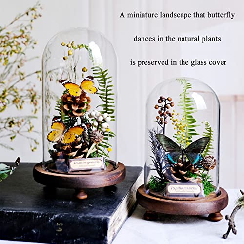 CXUEMH Miniature Landscape Natural Plants and Real Butterfly Specimen with Glass Cover Biology Science Children Education Home & Office Desktop Decor for Friends