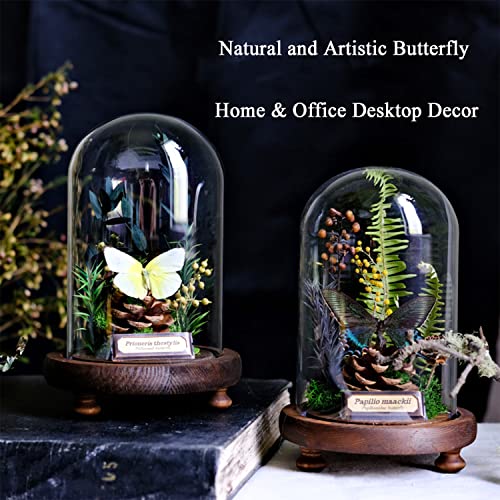 CXUEMH Miniature Landscape Natural Plants and Real Butterfly Specimen with Glass Cover Biology Science Children Education Home & Office Desktop Decor for Friends