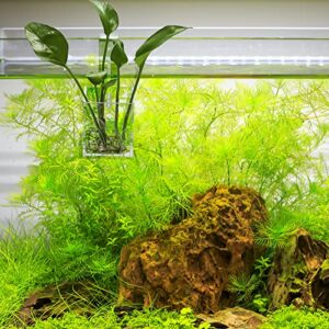 POPETPOP Fish Tank Transparent Decs - Water Planter Hanging Aquatic Holder Fish Tank Aquarium Planting Cup Crystal Glass Aquatic Garden Kit Indoor Sturdy Water Plant Container