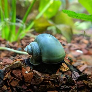 blue mystery snail - 4 pack live freshwater aquarium snail