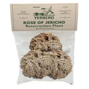 yerbero - 3 piece bundle rose of jericho dried flower | selaginella lepidophylla | resurrection plant | 3 medium size roses | abundance, prosperity, sacred doradilla plant