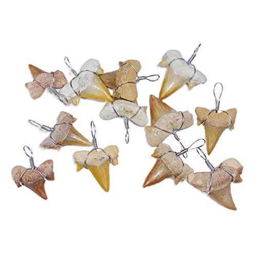 Genuine Fossil Shark Teeth Wire Wrapped for Pendants Bulk 12 Pack