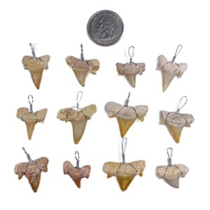 Genuine Fossil Shark Teeth Wire Wrapped for Pendants Bulk 12 Pack