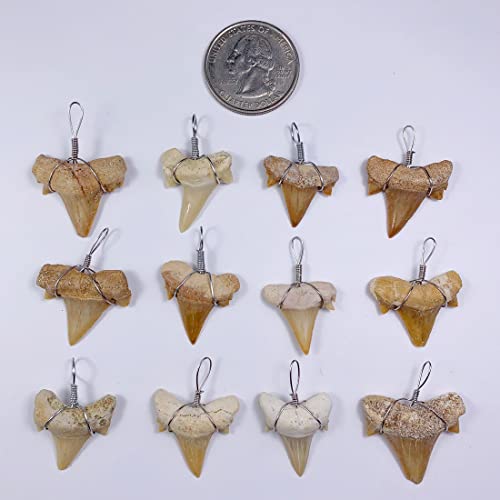 Genuine Fossil Shark Teeth Wire Wrapped for Pendants Bulk 12 Pack