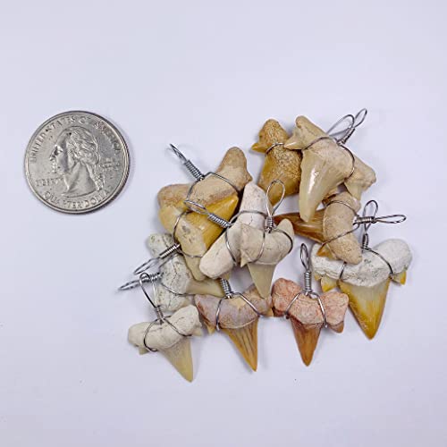 Genuine Fossil Shark Teeth Wire Wrapped for Pendants Bulk 12 Pack