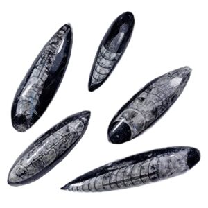 5 genuine orthoceras polished fossils with information card - prehistoric educational fossil