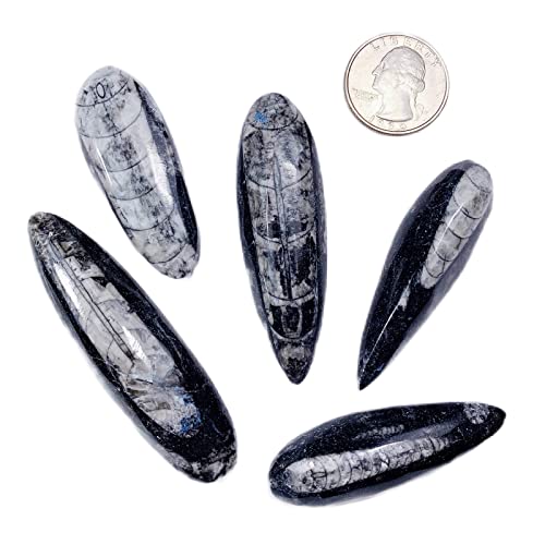 5 Genuine Orthoceras Polished Fossils with Information Card - Prehistoric Educational Fossil