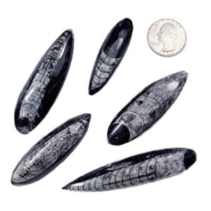 5 Genuine Orthoceras Polished Fossils with Information Card - Prehistoric Educational Fossil