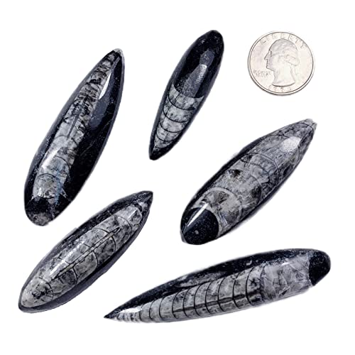 5 Genuine Orthoceras Polished Fossils with Information Card - Prehistoric Educational Fossil