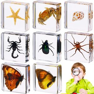 8 pcs insects in resin specimen bug collection paperweights bug toys preserved in resin specimen bug kit specimen sea life insect toys real bug specimen bug scientific educational toy, 8 styles