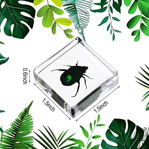 8 Pcs Insects in Resin Specimen Bug Collection Paperweights Bug Toys Preserved in Resin Specimen Bug Kit Specimen Sea Life Insect Toys Real Bug Specimen Bug Scientific Educational Toy, 8 Styles