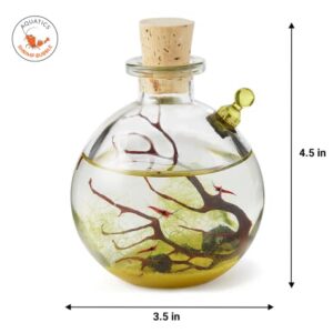 Shrimp Bubble Self-Sustaining Ecosystem - Natural. Contains Live Opae Ula Shrimp