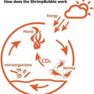 Shrimp Bubble Self-Sustaining Ecosystem - Natural. Contains Live Opae Ula Shrimp