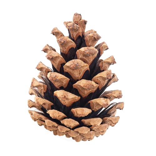 20 PineCones 3" to 4" Tall, Bulk Package in a Protective Box, Bug Free, All Natural, UNSCENTED, Perfect for Crafts, Christmas Trees, Firelighting, by Billy Buckskin Co.