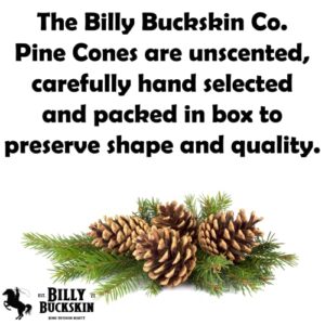 20 PineCones 3" to 4" Tall, Bulk Package in a Protective Box, Bug Free, All Natural, UNSCENTED, Perfect for Crafts, Christmas Trees, Firelighting, by Billy Buckskin Co.