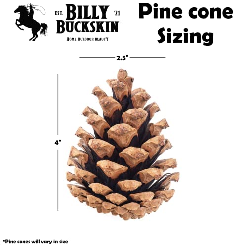 20 PineCones 3" to 4" Tall, Bulk Package in a Protective Box, Bug Free, All Natural, UNSCENTED, Perfect for Crafts, Christmas Trees, Firelighting, by Billy Buckskin Co.