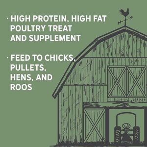 New Country Organics | Flock Perfect Chicken Dance Grubs for Chickens | 3.5 lbs